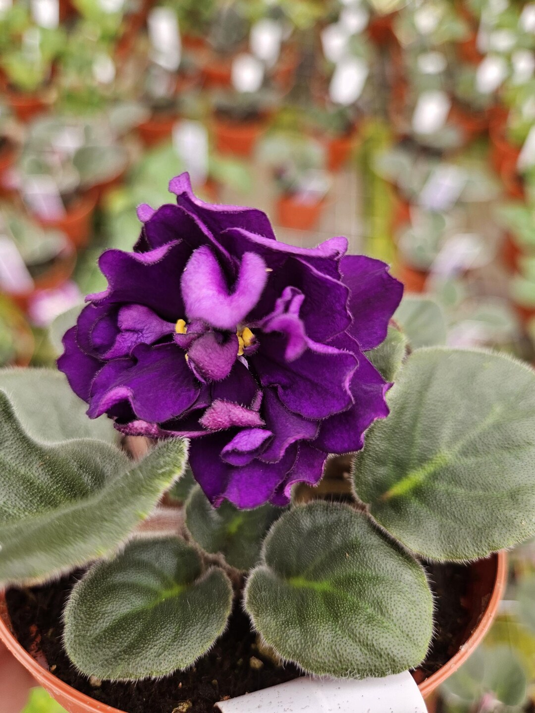 Black Pearl African Violet Live Plant, Young Pre-finished Starter in a ...
