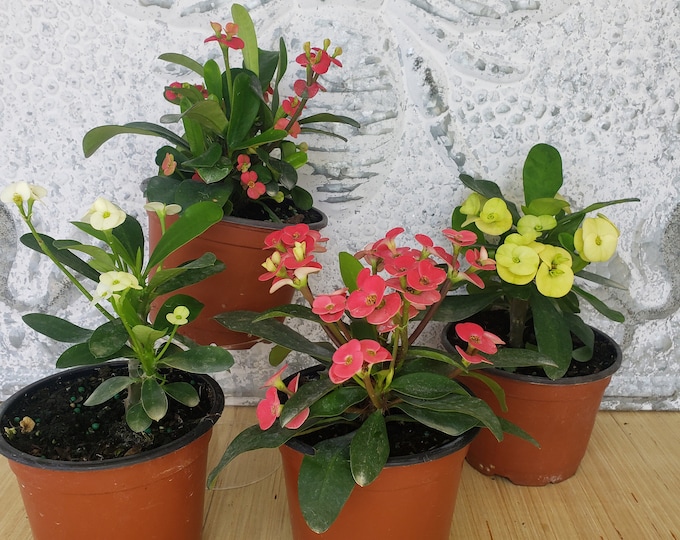 Rare Find: Crown of Thorns Variegated Starter Kit / 4 Cuttings in Pot ...