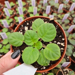 Secret Rendezvous African Violet Live Plant, Young Starter in a 4" Pot ...