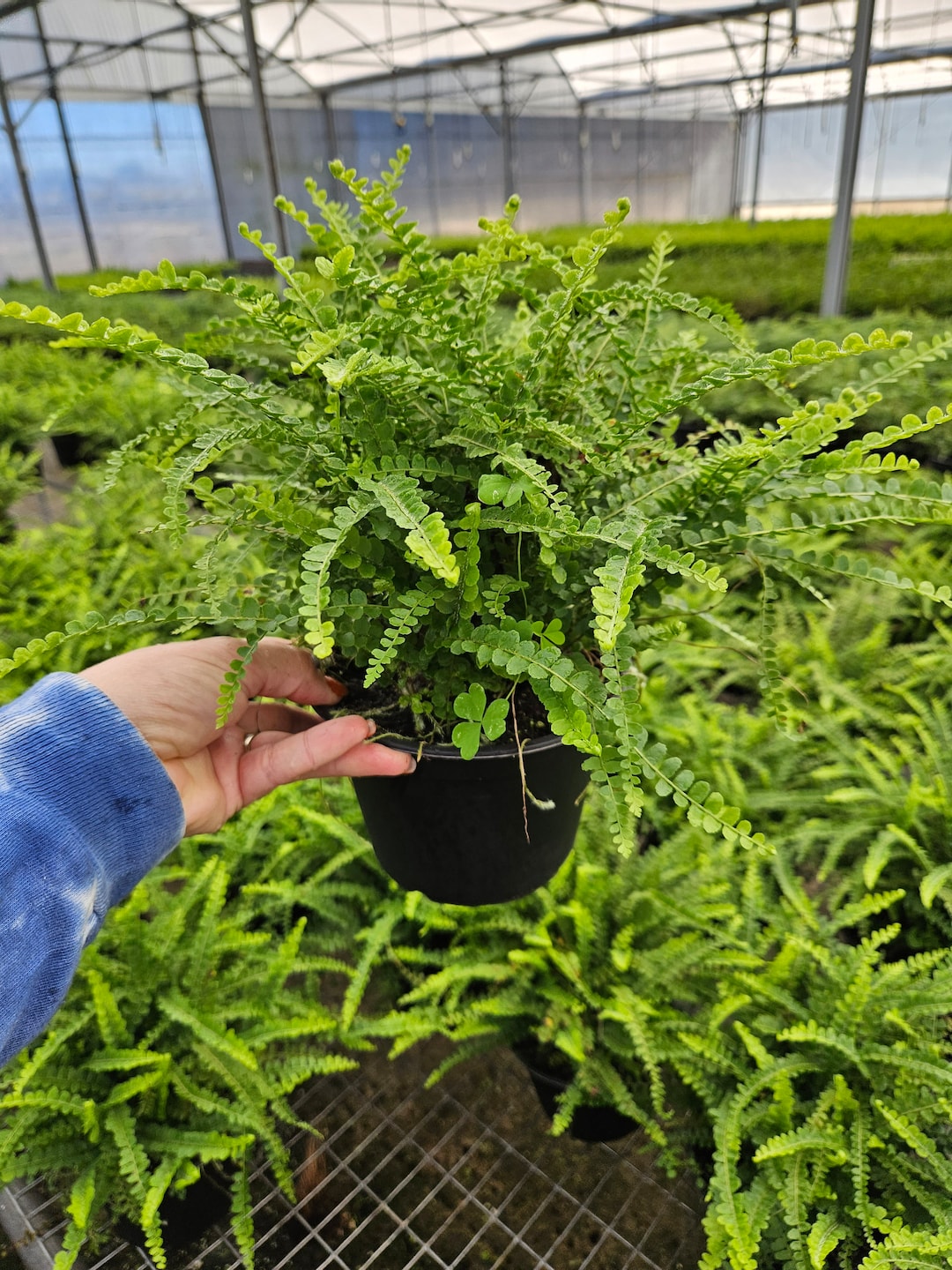 Fern Plant, Lemon Button Live Fern Plant Nephrolepis Cordifolia "duffii ...