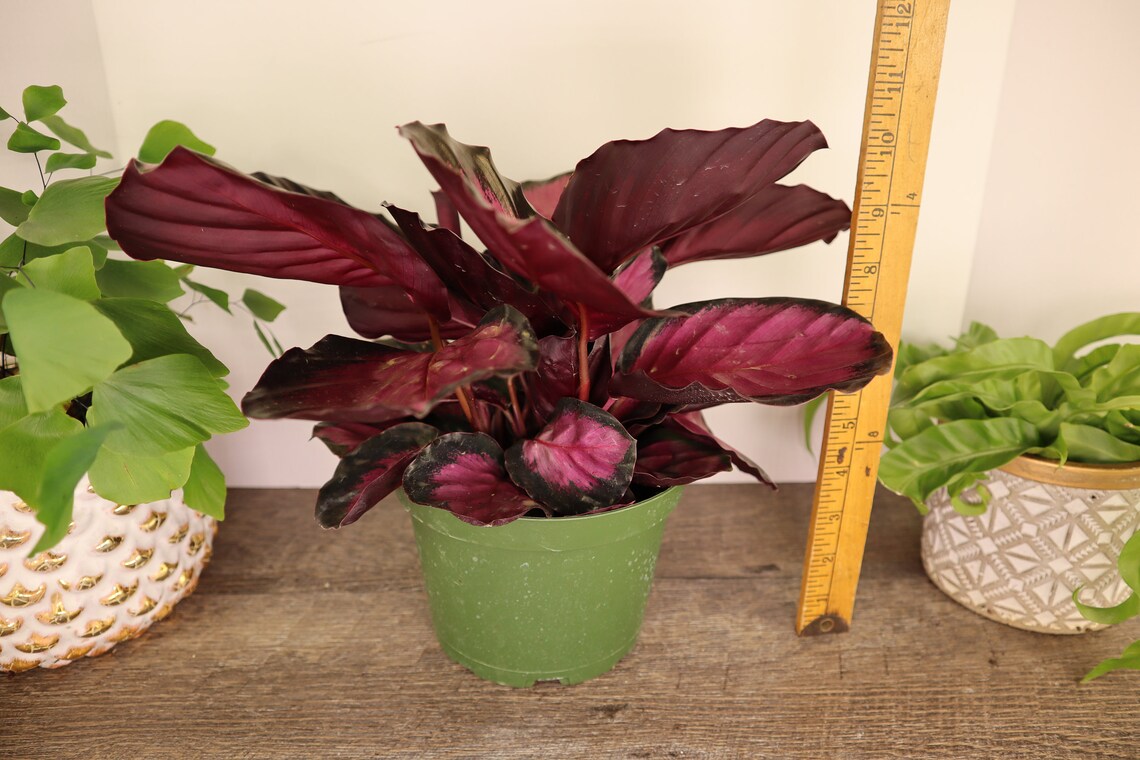 Calathea Rosy 6 Live Calathea Plant Round Pink - Etsy