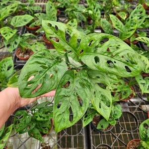 Swiss Cheese Plant Monstera Adansonii 4" Pot, Live Swiss Cheese Plant ...