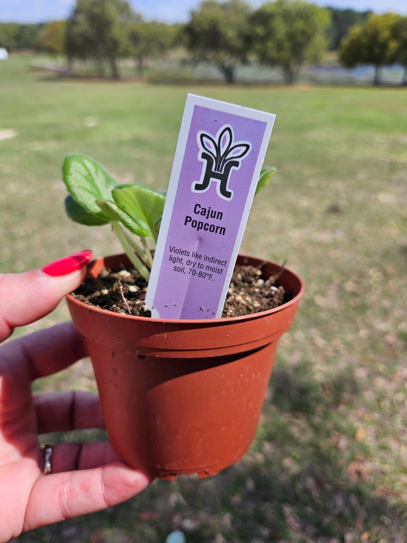 Cajun Popcorn African Violet Live Plant, Young Pre-finished Starter in ...