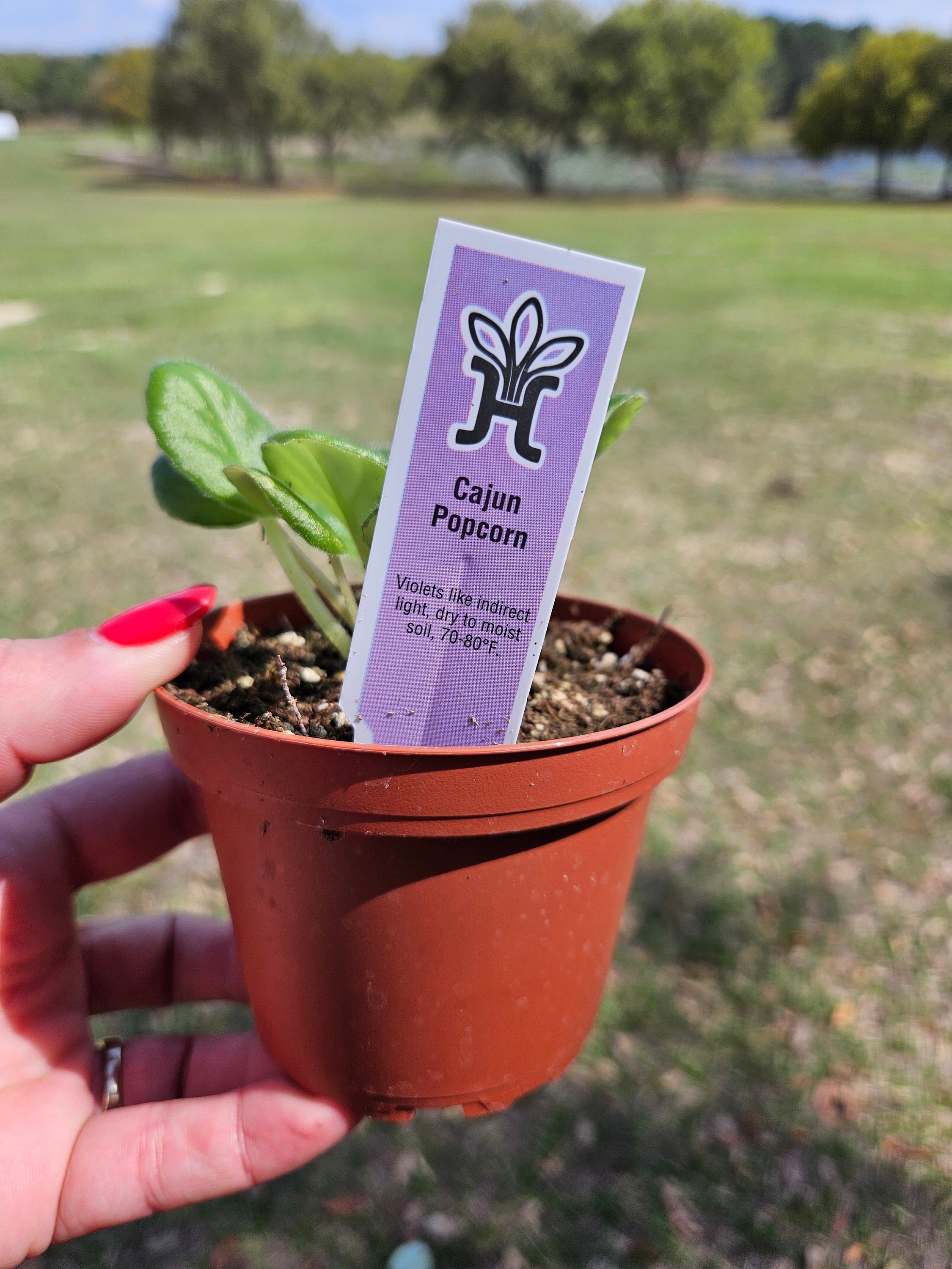 Cajun Popcorn African Violet Live Plant, Young Pre-finished Starter in ...