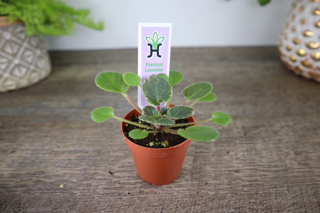 Precious Lavender Mini African Violet Live Plant in a 2" Pot, Semi ...