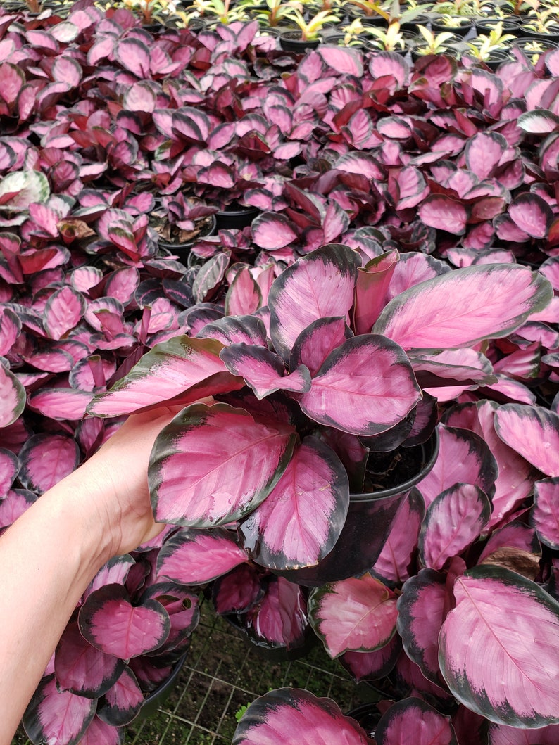 Calathea Rosy 6 Live Calathea Plant Round Pink - Etsy