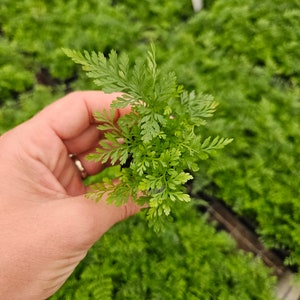 White Rabbit's Foot Fern Plant in a 1" Starter Plug, Live Fuzzy Fern ...