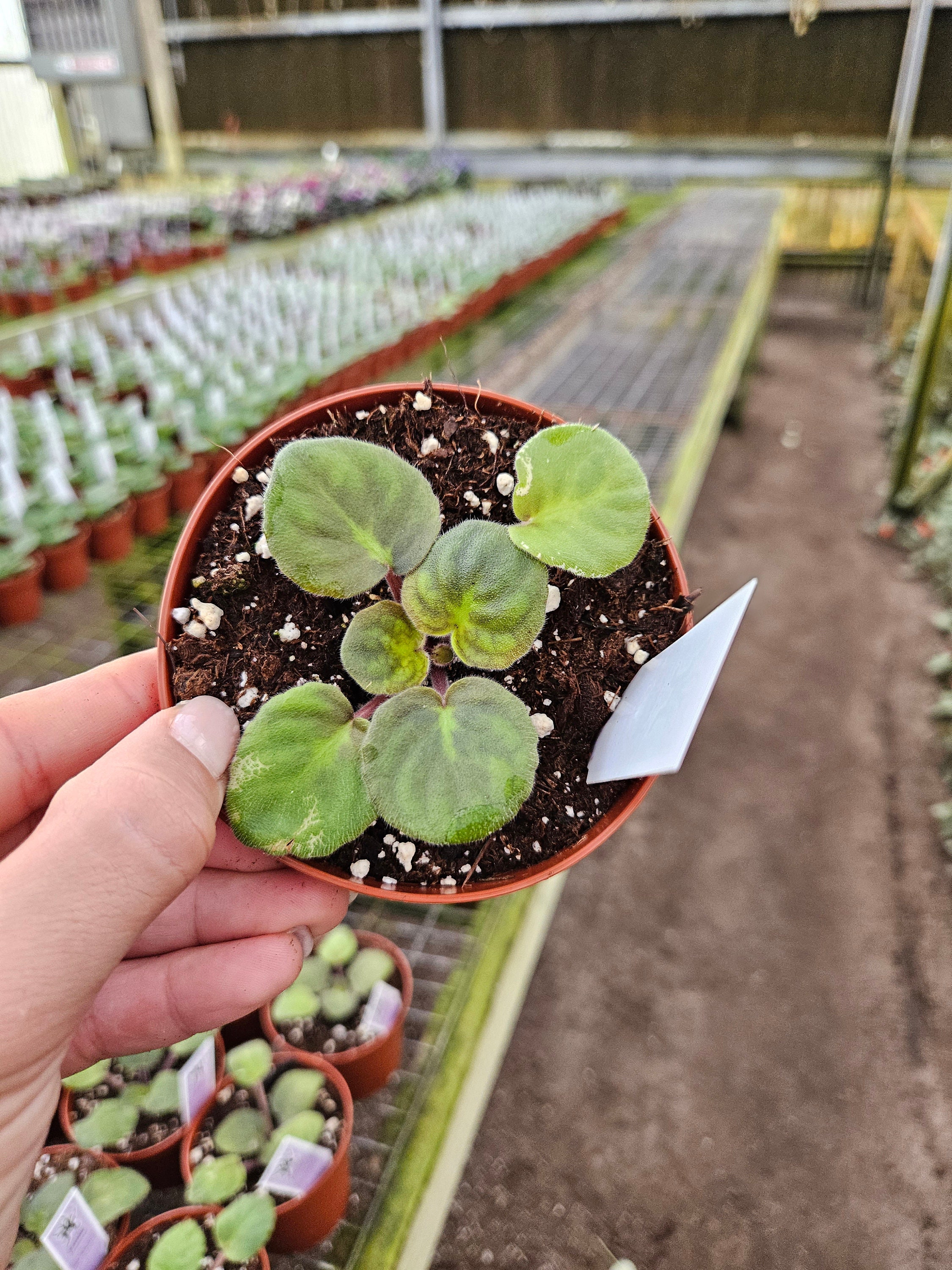Lyon's Private Dancer African Violet Live Plant, Young Pre-finished ...
