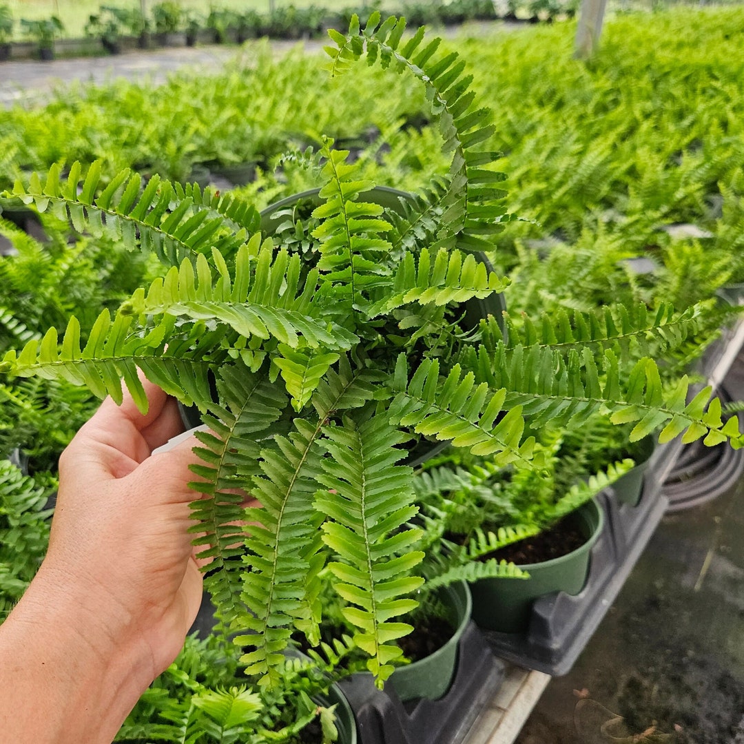 Fern Plant, Western Queen Fern Plant, Kimberly Upright Sword Fern Live ...