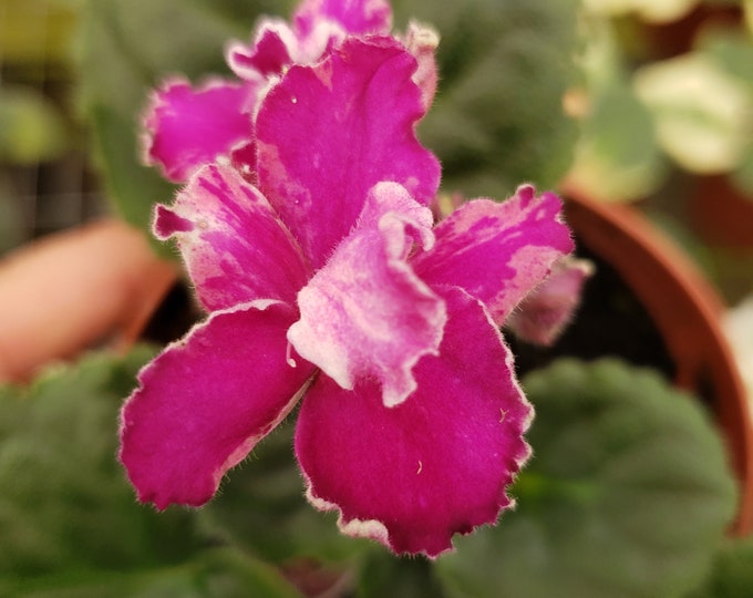 Buckeye Lets Roll African Violet Live Plant, Young Pre-finished Starter ...