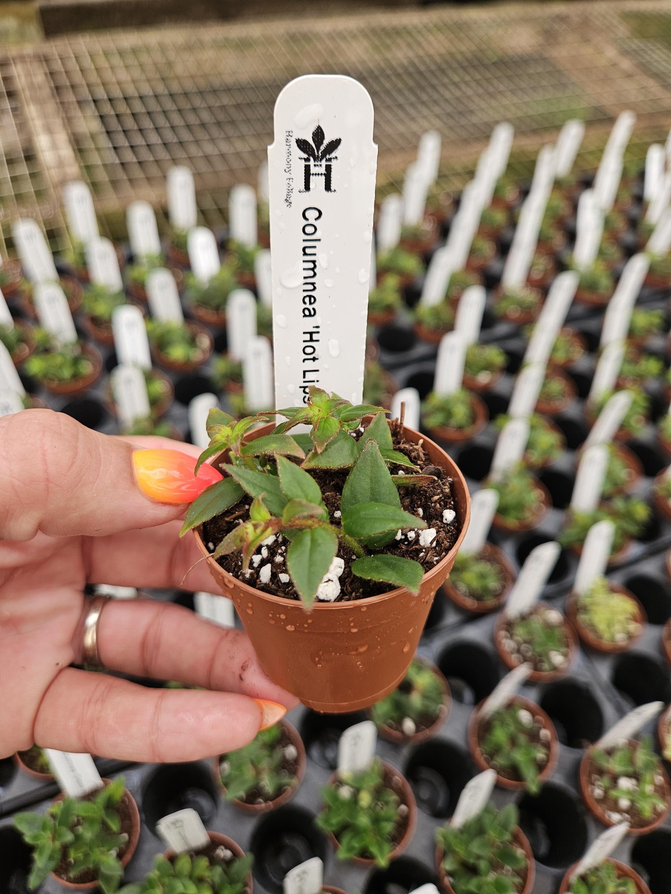 Columnea "hot Lips" in a Miniature 2" Pot Gesneriad Live Columnea Plant ...
