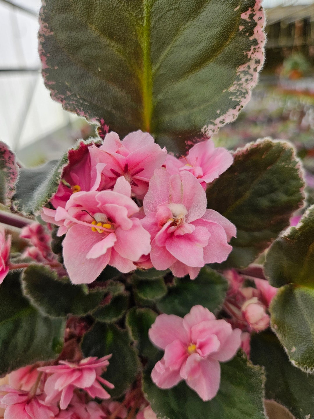 Mindi Brooke African Violet Live Plant, Young Starter in a 4" Pot ...