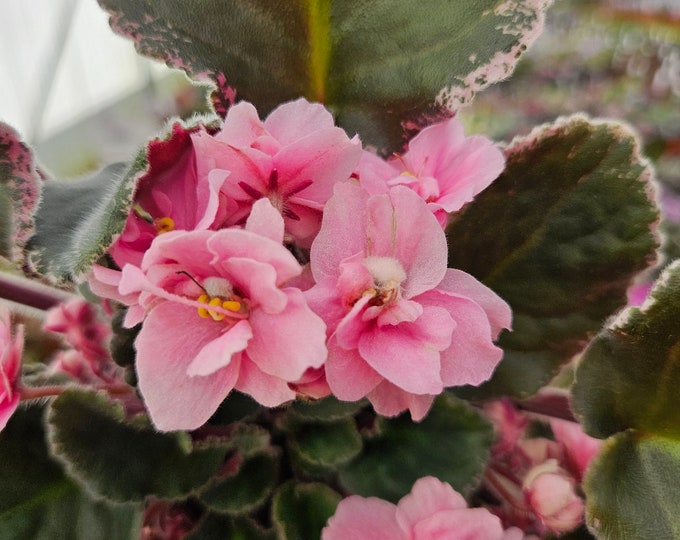Mindi Brooke African Violet Live Plant, Young Starter in a 4" Pot ...