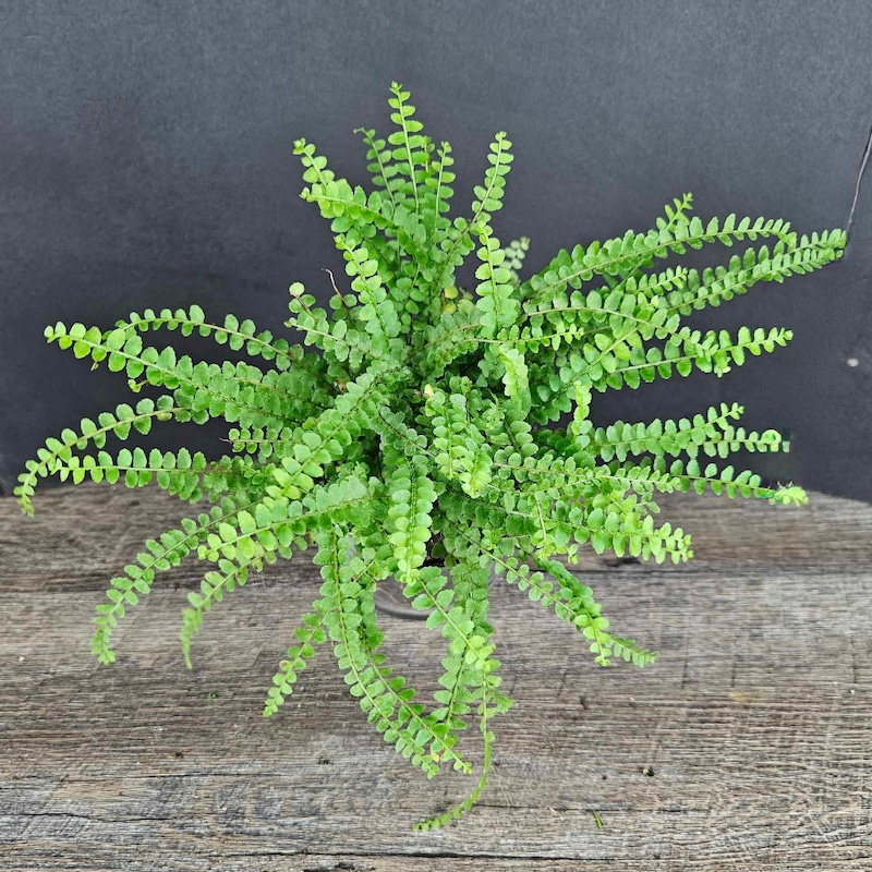 Button Fern - Etsy