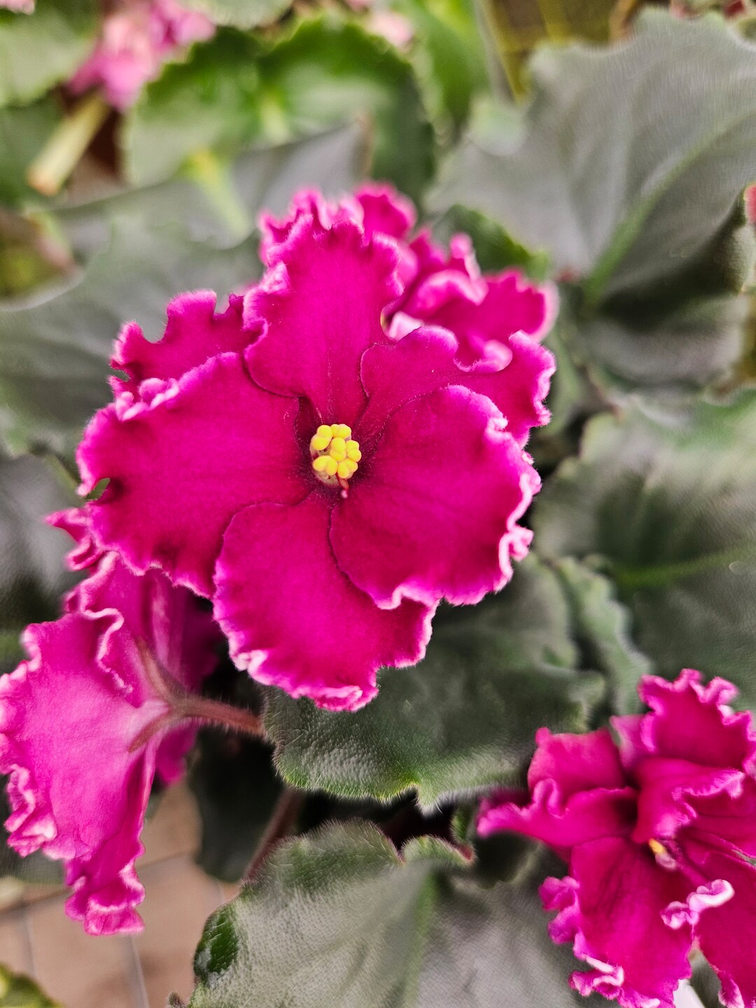 Vat Dark Wine African Violet Live Plant, Young Starter in a 4" Pot ...