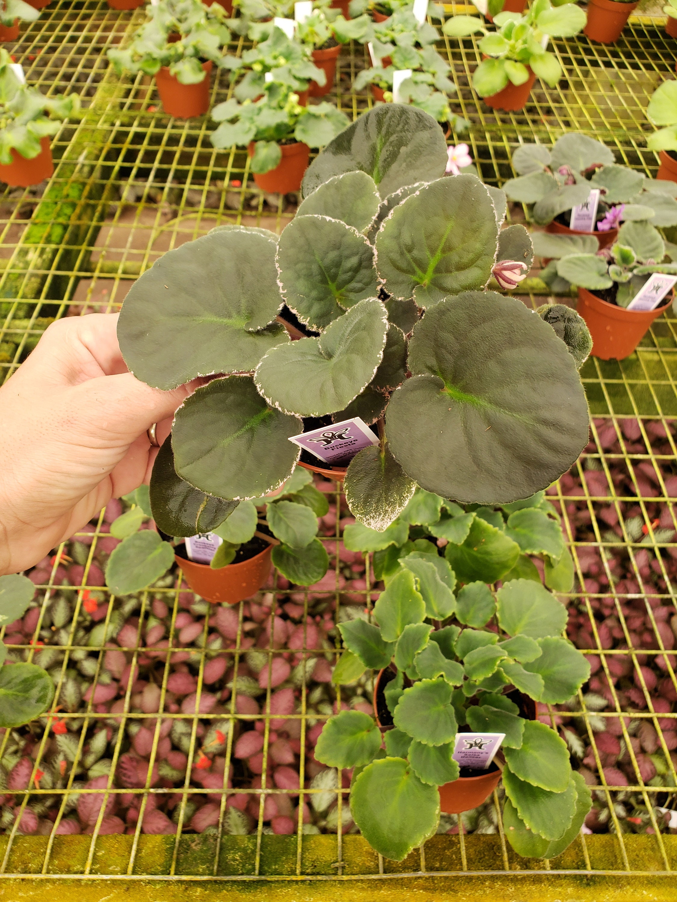 Buckeye Fiesta African Violet Live Plant, Young Starter in a 4" Pot ...