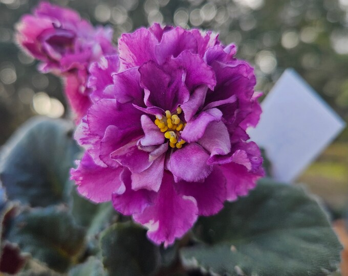 Vat Brunette African Violet Live Plant, Young Starter in a 4" Pot ...