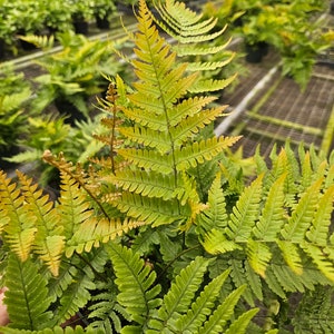 Fern Plant, Autumn Fern Plant in a 6" Pot , Orange Dryopteris ...