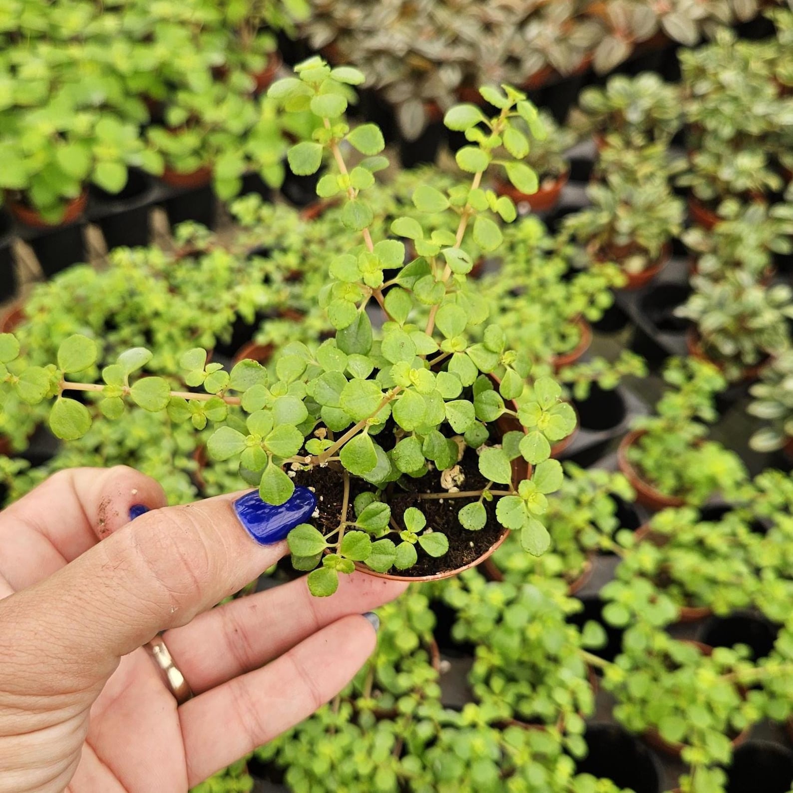 Pilea Depressa 'tiny Baby Tears' in a Miniature 2" Pot | 2 Plants ...