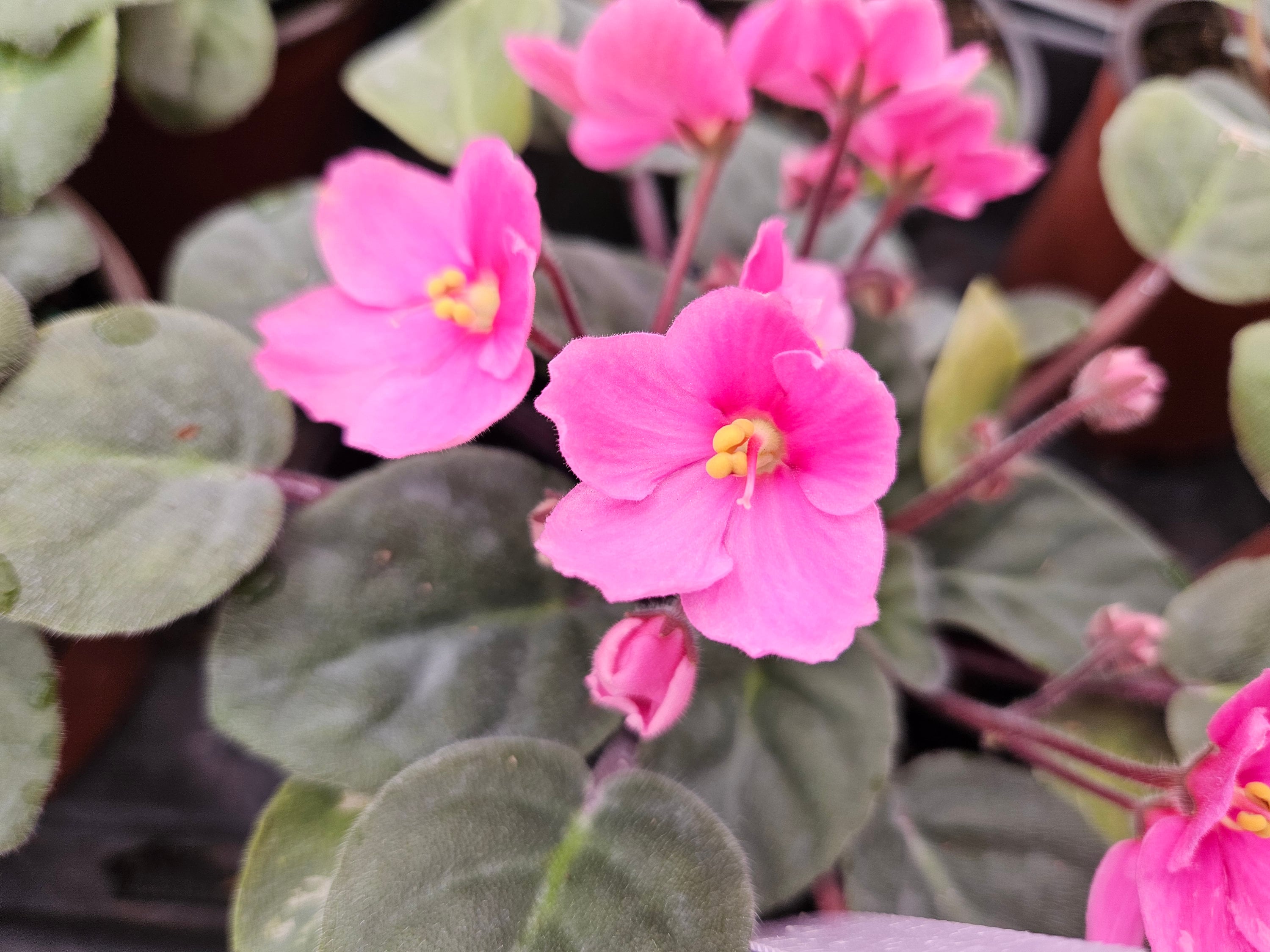 Currently Blooming African Violet Live Plant Flowering 4.5" Live ...