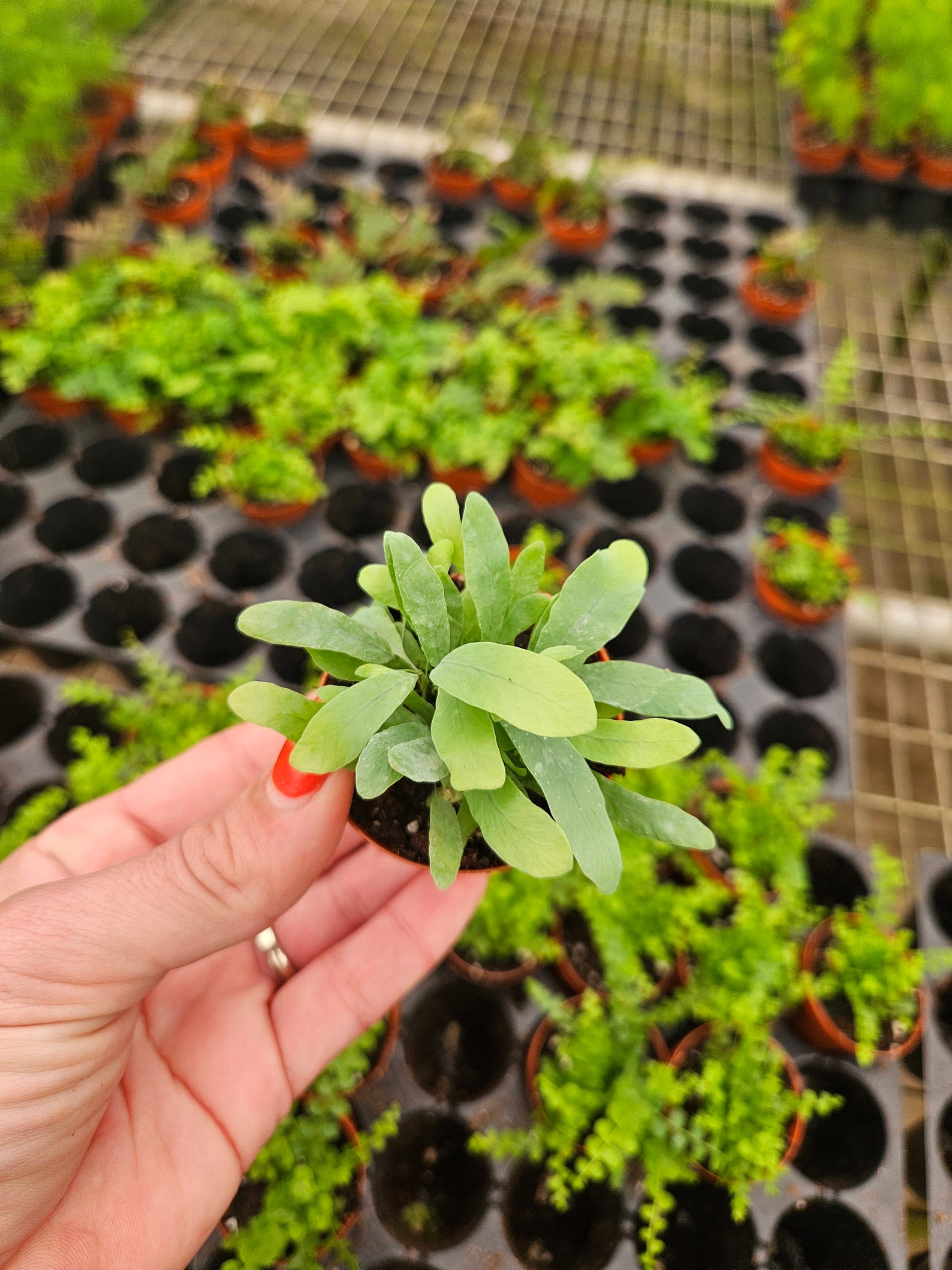 Fern Plant, Blue Star Fern Plant in a Miniature 2" Pot Live Tropical ...