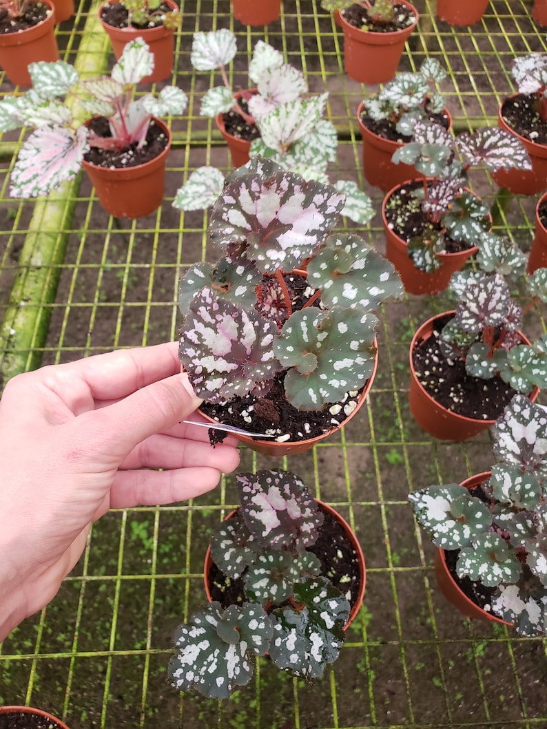Begonia Harmony's Twisted Sister Live Plant | 4" Pot | Rex Begonia ...