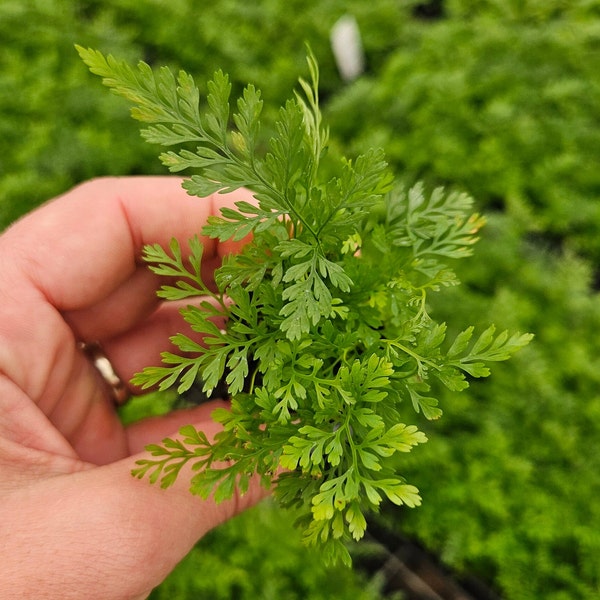 Furry Fern Plant - Etsy