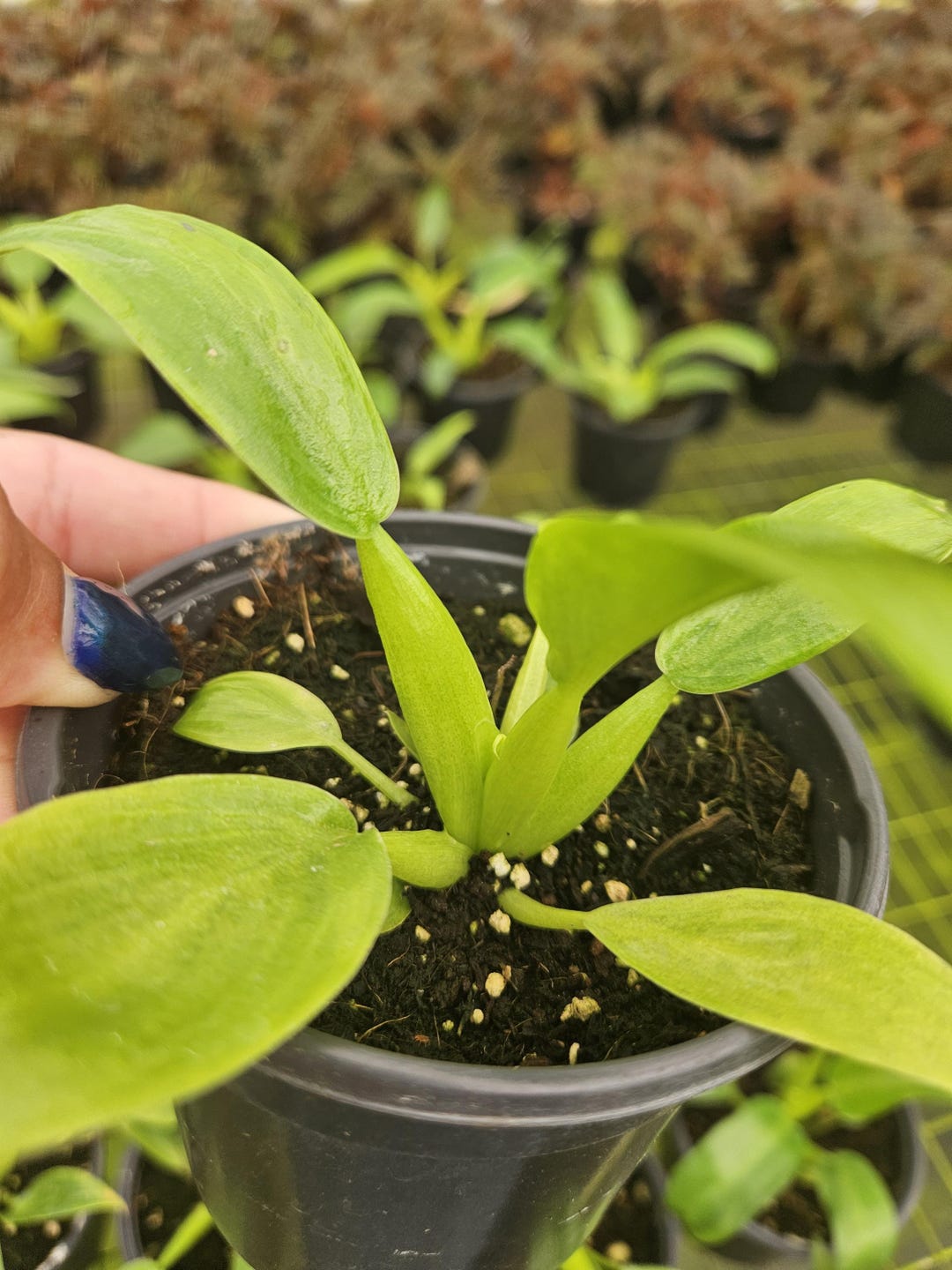 Philodendron Martianum "fat Boy" Plant in a 4" Pot, Live Rare Tropical ...