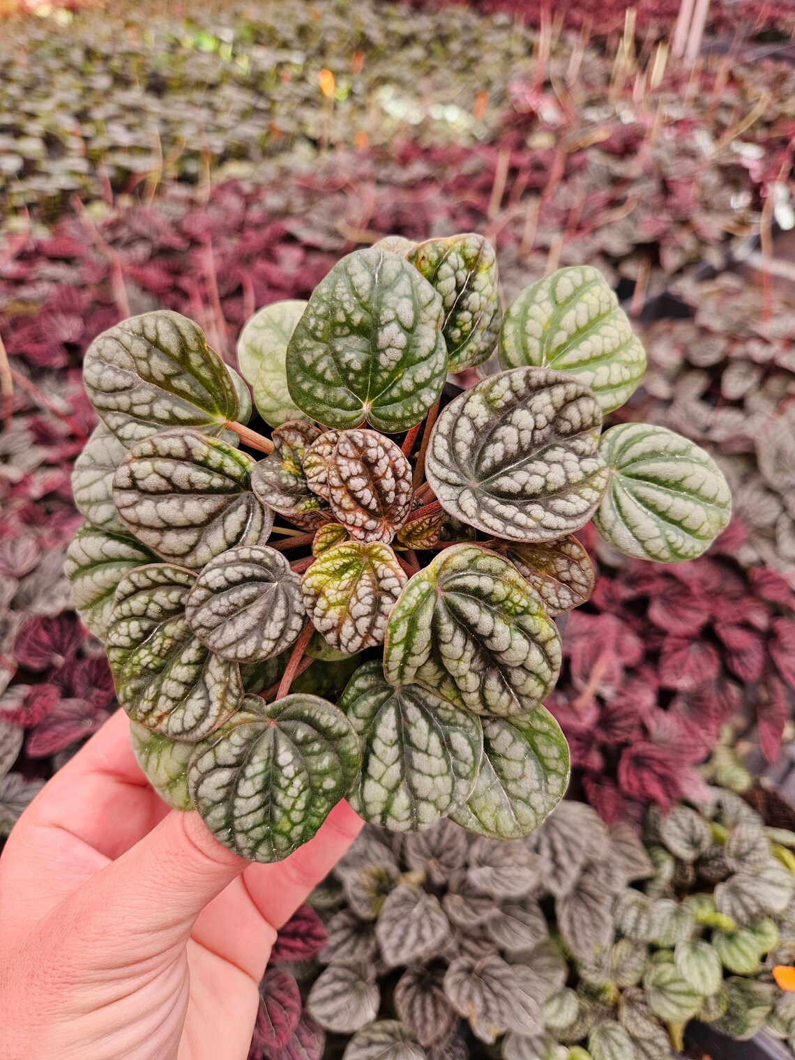 Burbella Peperomia in a 4" Pot, Peperomia Caperata Burbella Plant *2 ...