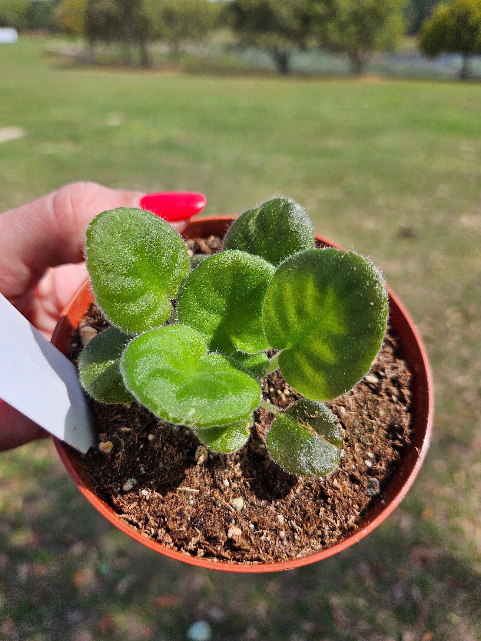 Vat Light in the Night African Violet Live Plant, Young Pre-finished ...