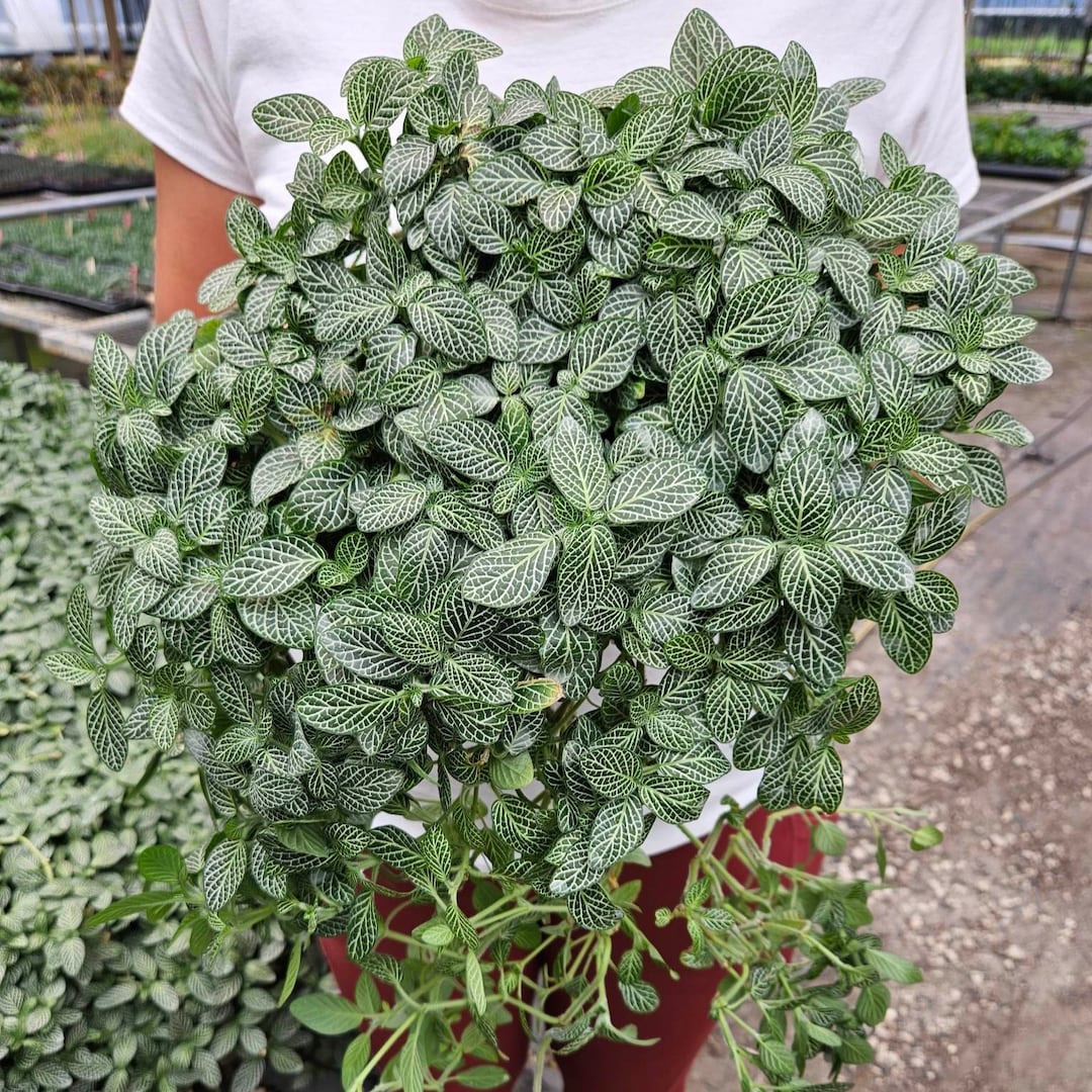 Fittonia Plant White, Small Leaf Nerve Plant 4" Pot, Live Mosaic Plant ...