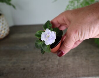 Light Blue African Violet - Etsy