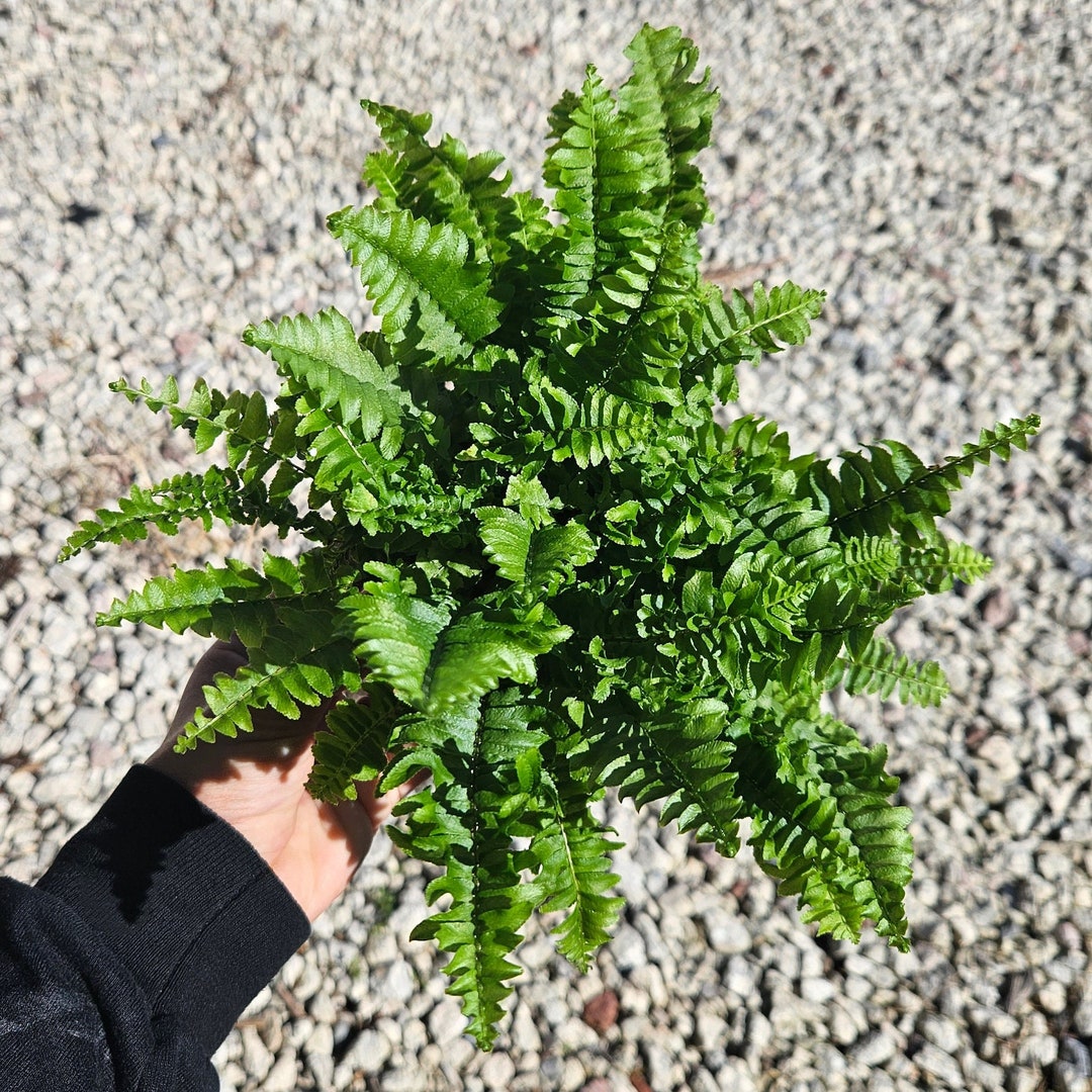 Fern Plant, Compacta Boston Fern Plant 4" Pot, Compacta Boston Fern ...