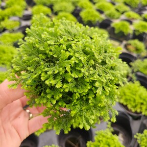 Golden Club Moss Fern Plant Live Moss Lime Green Spike Moss ...