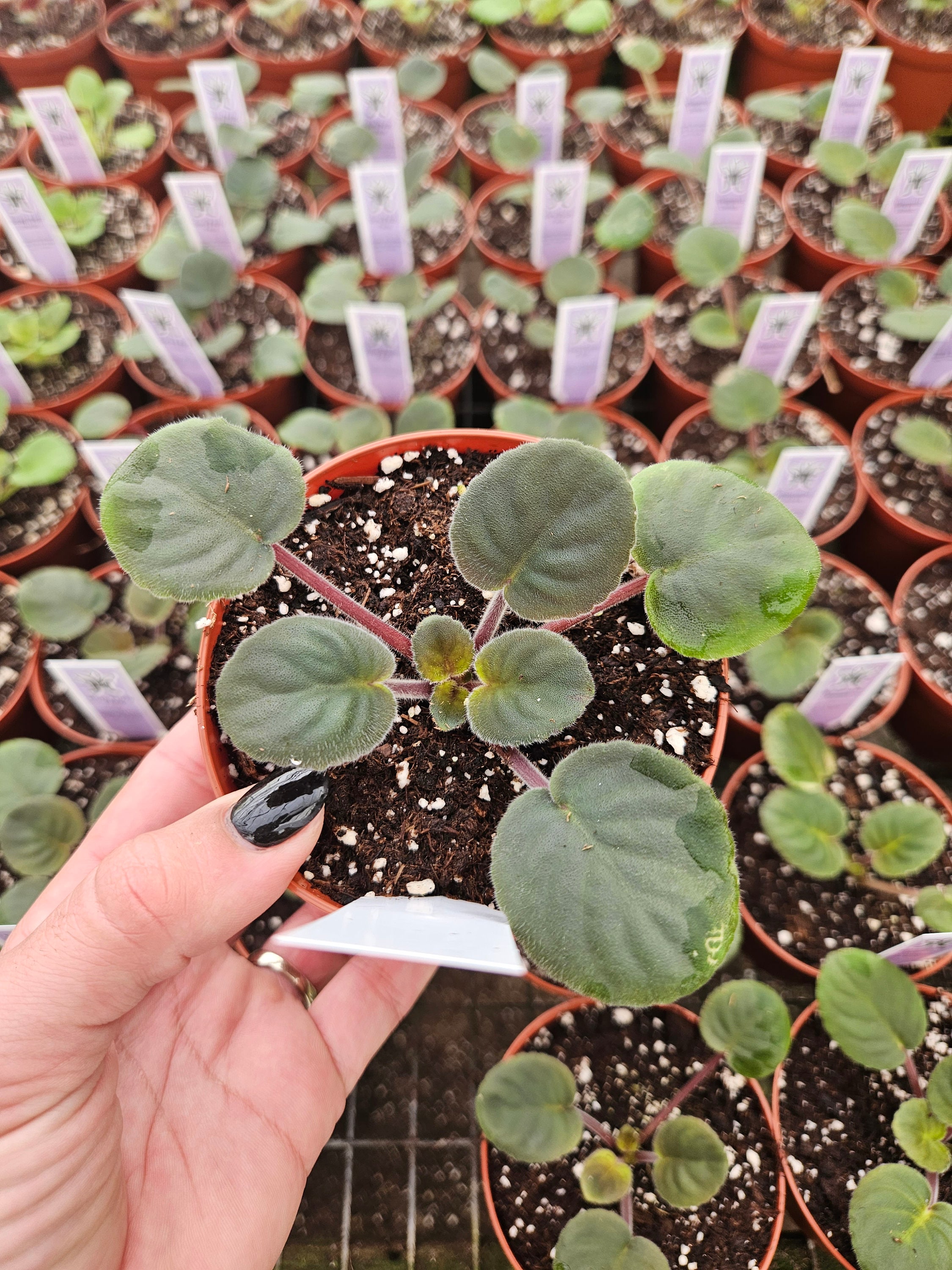 Sora Fuzzy Face African Violet Live Plant, Young Starter in a 4" Pot ...