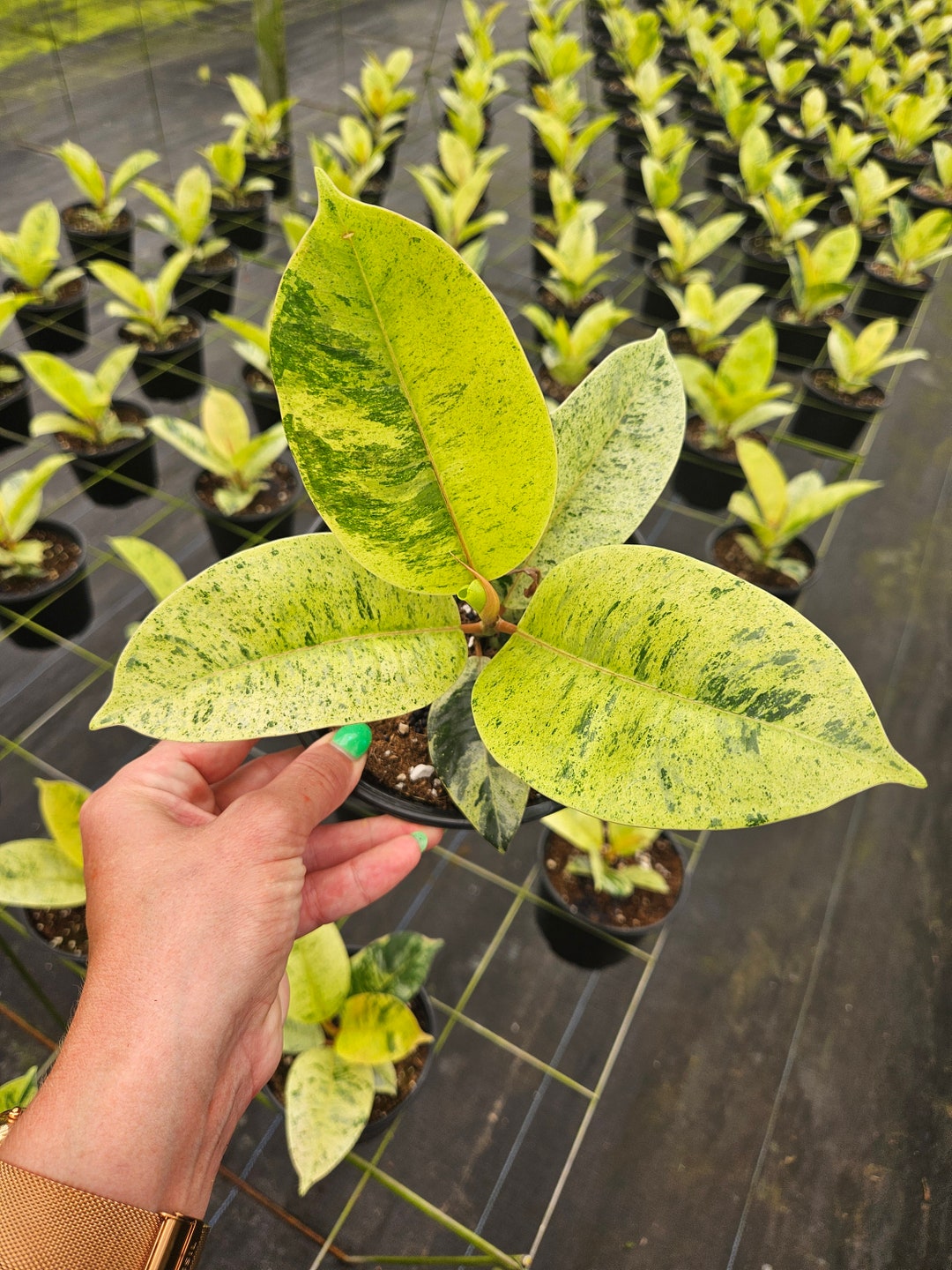Ficus Shivereana ‘moonshine’ Plant | Variegated Tropical Houseplant ...