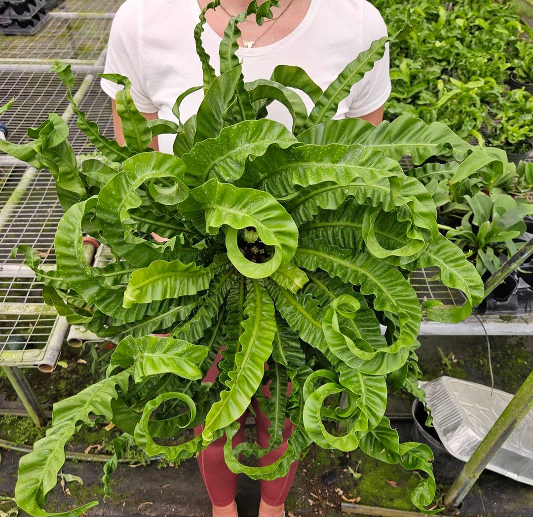 Hurricane Fern Plant, Live Birds Nest Hurricane Fern Plant in a 4 Pot ...