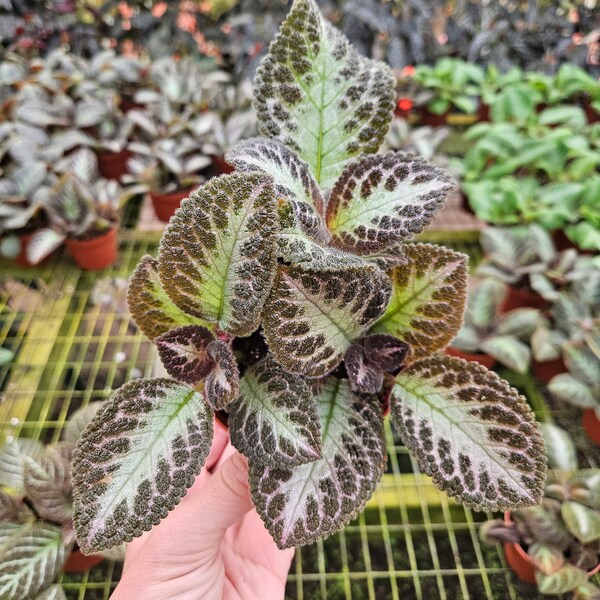 Episcia - Etsy