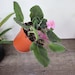 Harmony's Mustang Sally African Violet Live Plant, Young Starter in a 4 ...