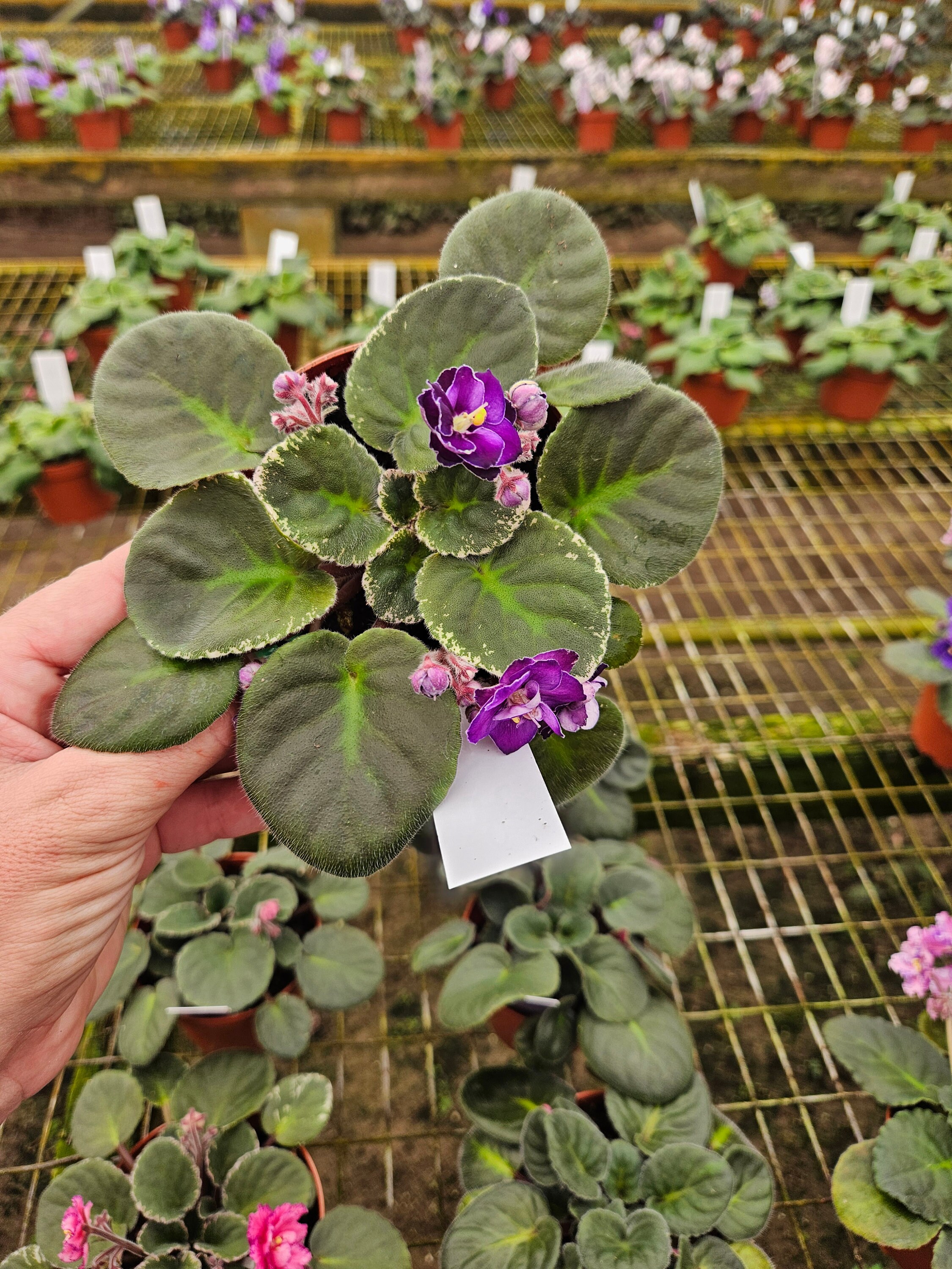 Buckeye Easy Lovin' African Violet Live Plant, Young Starter in a 4 ...