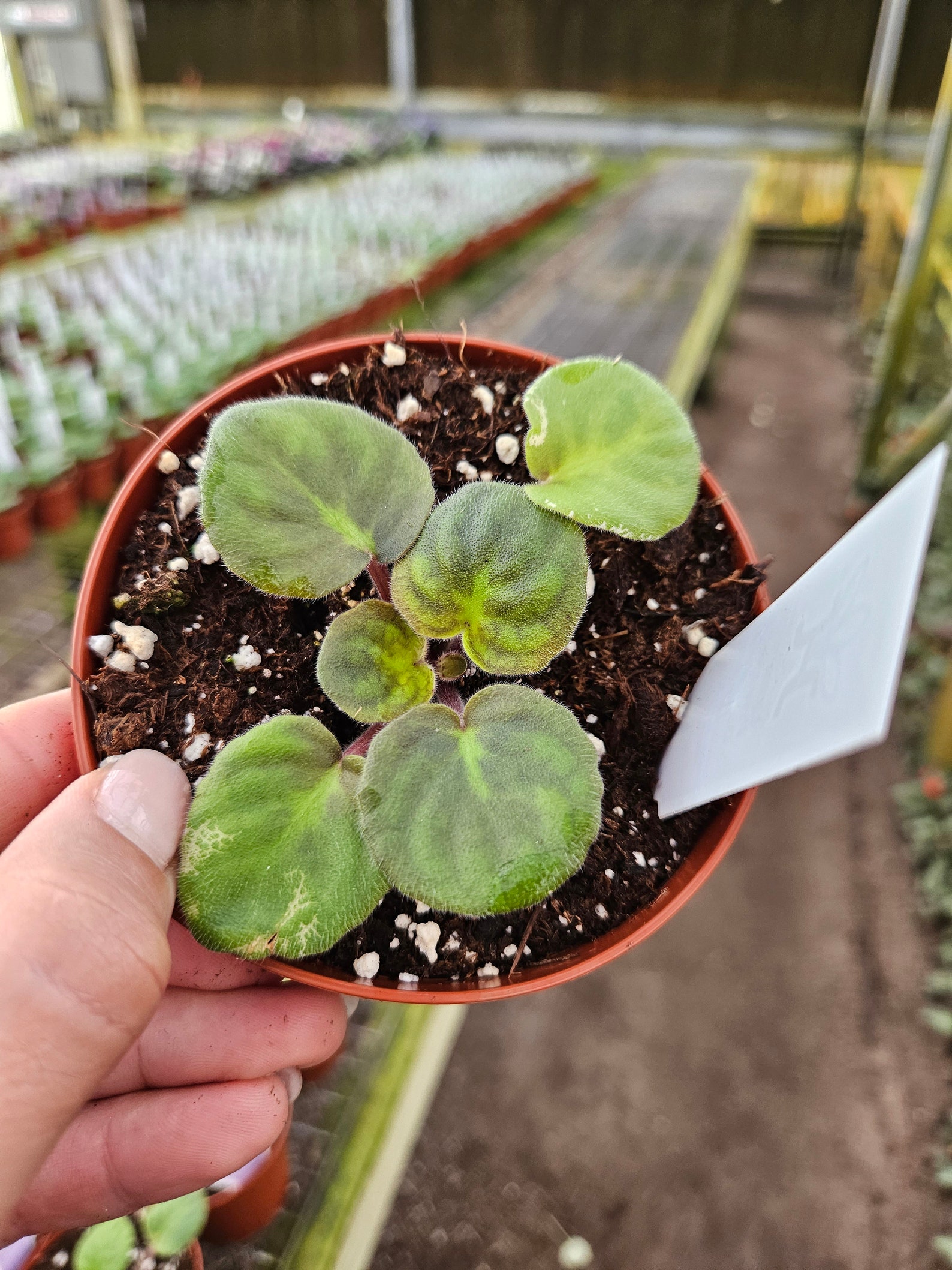 Lyon's Private Dancer African Violet Live Plant, Young Pre-finished ...