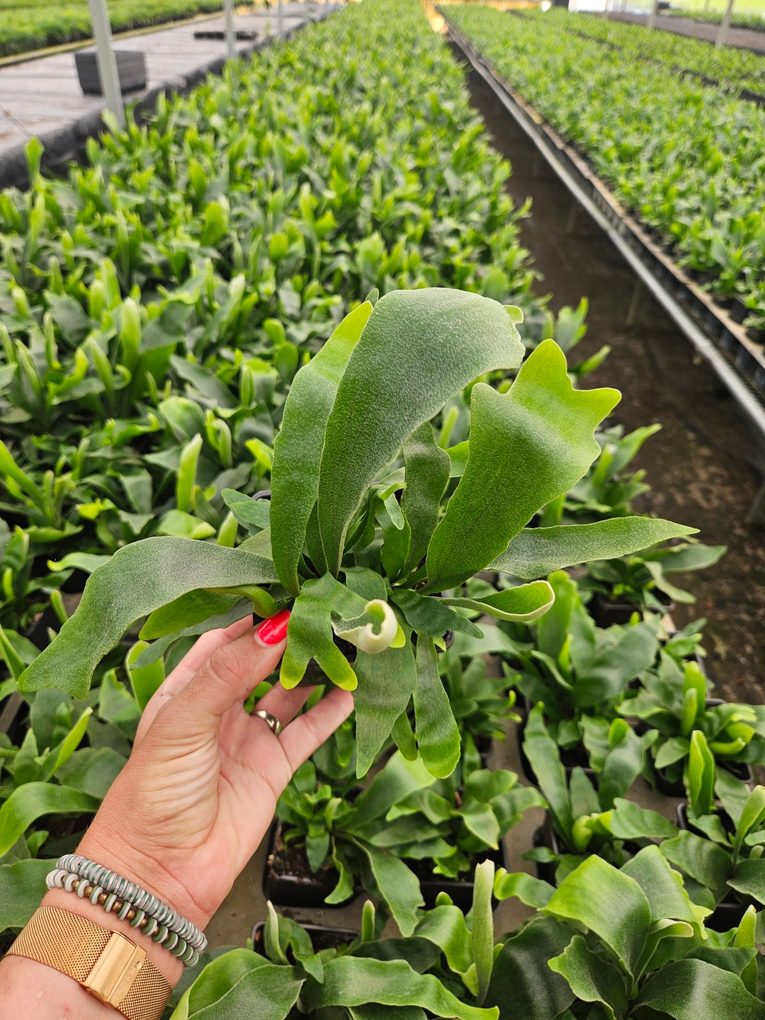 Staghorn Fern – Live Plant in 4” Pot, Unique Platycerium Fern for ...