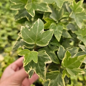White Variegated English Ivy Live Plant | 2 Plants Required per Order ...