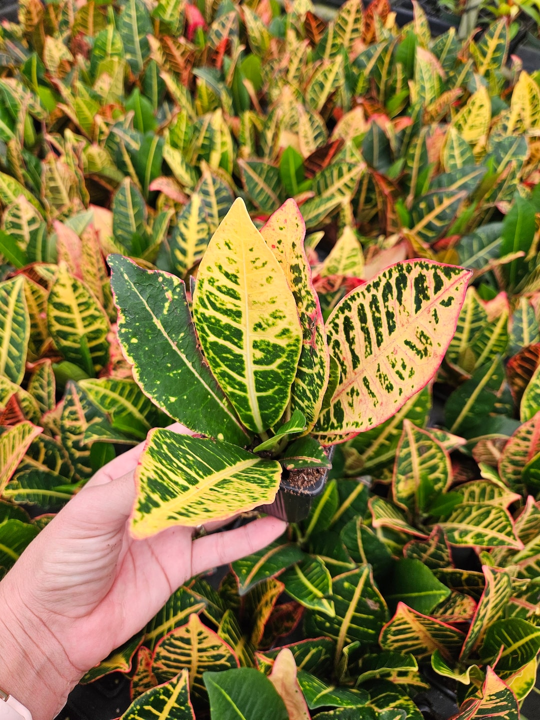Croton Petra 3 Pot, Live Yellow Pink Croton, Great Summer Plant, High ...