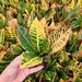 Croton Petra 3 Pot, Live Yellow Pink Croton, Great Summer Plant, High ...