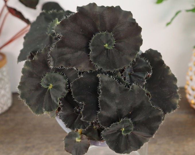 Rhizomatous Begonia 'caravan' - Etsy