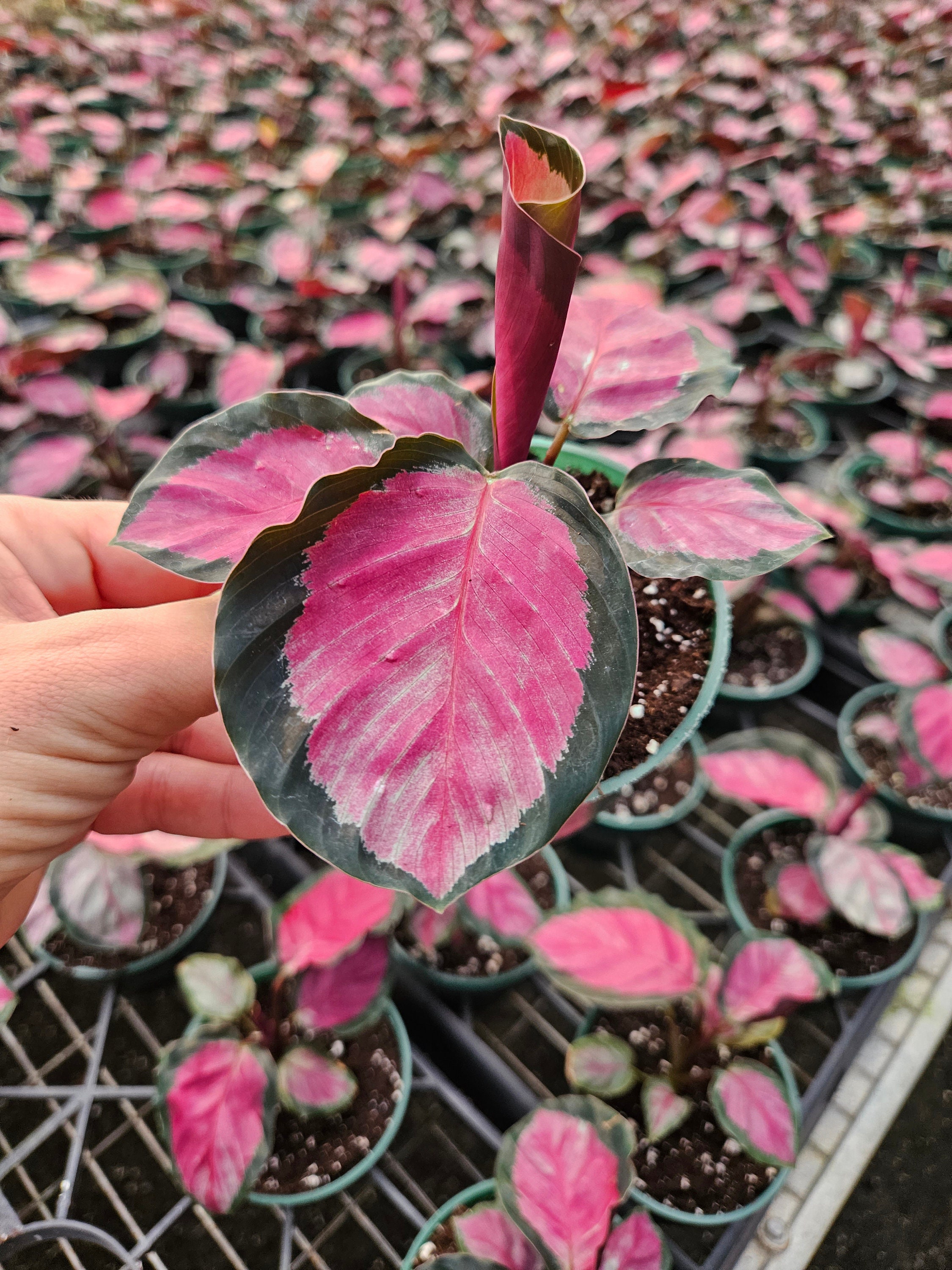 Calathea Rosy 4", Live Calathea Plant, Round Pink Calathea Plant ...