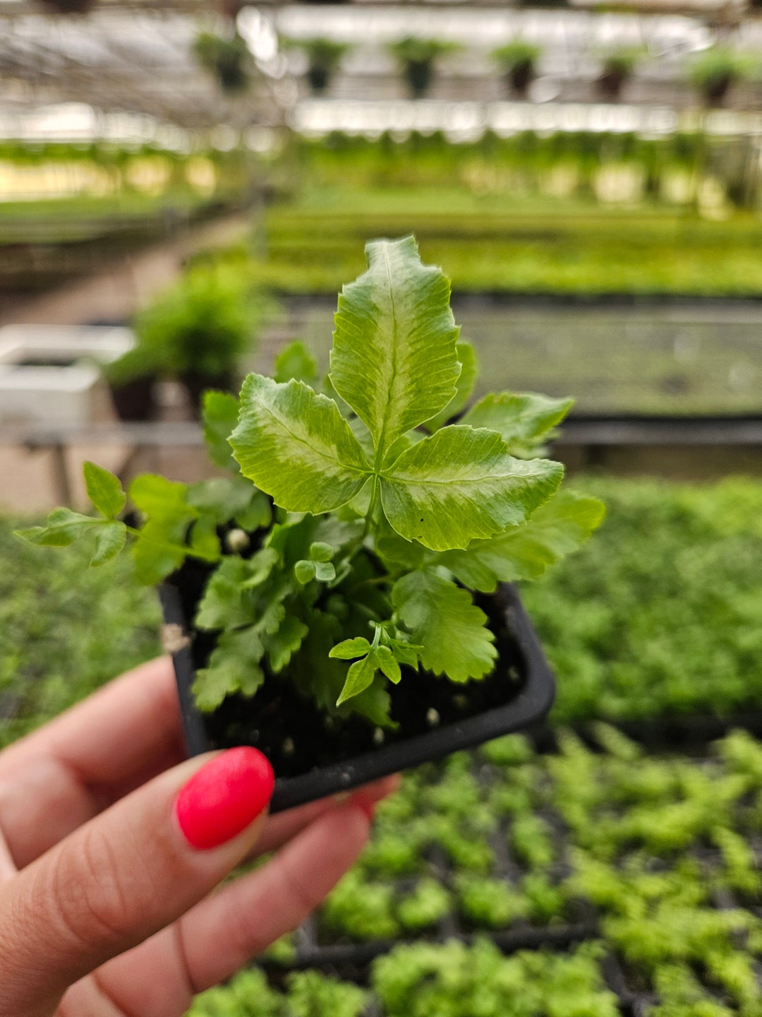 Fern Plant, Fern Plant Silver Ribbon Fern Plant in a Miniature 2" Pot ...