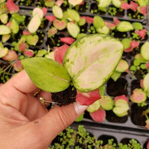 Aglaonema Tricolor Plants, Pink Chinese Evergreen Plant 1plug Live ...