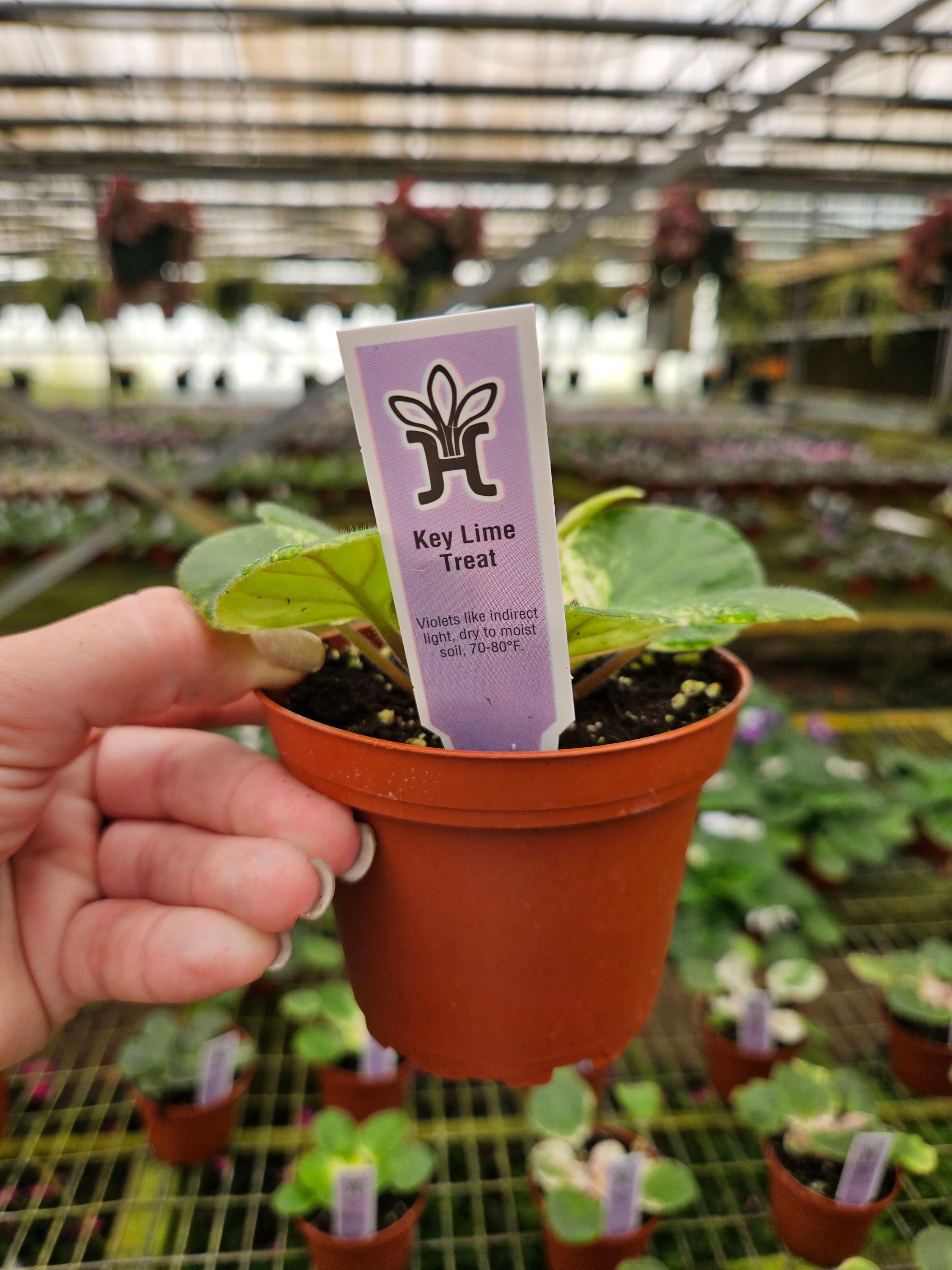 Key Lime Treat African Violet Live Plant, Young Starter in a 4" Pot ...